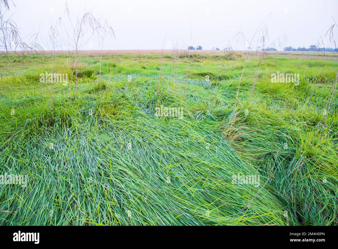 Greenery landscape hi-res stock photography and images - Alamy