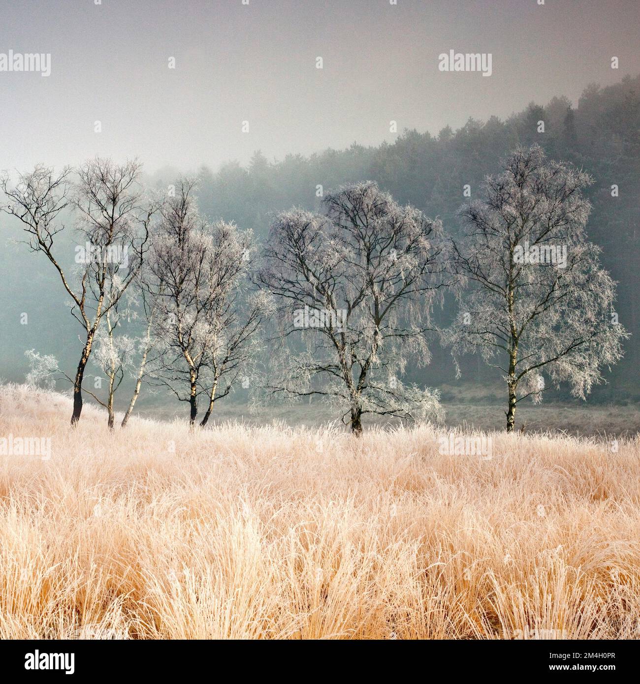 Severe frost with fog and mist in mid-winter Cannock Chase Country Park ...