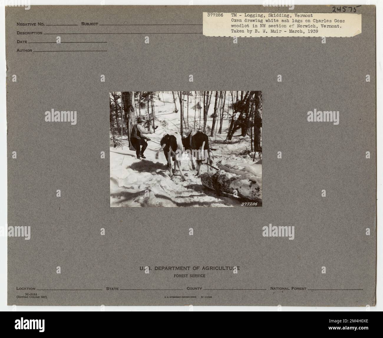 Logging: Skidding with Animals - Vermont. Photographs Relating to ...