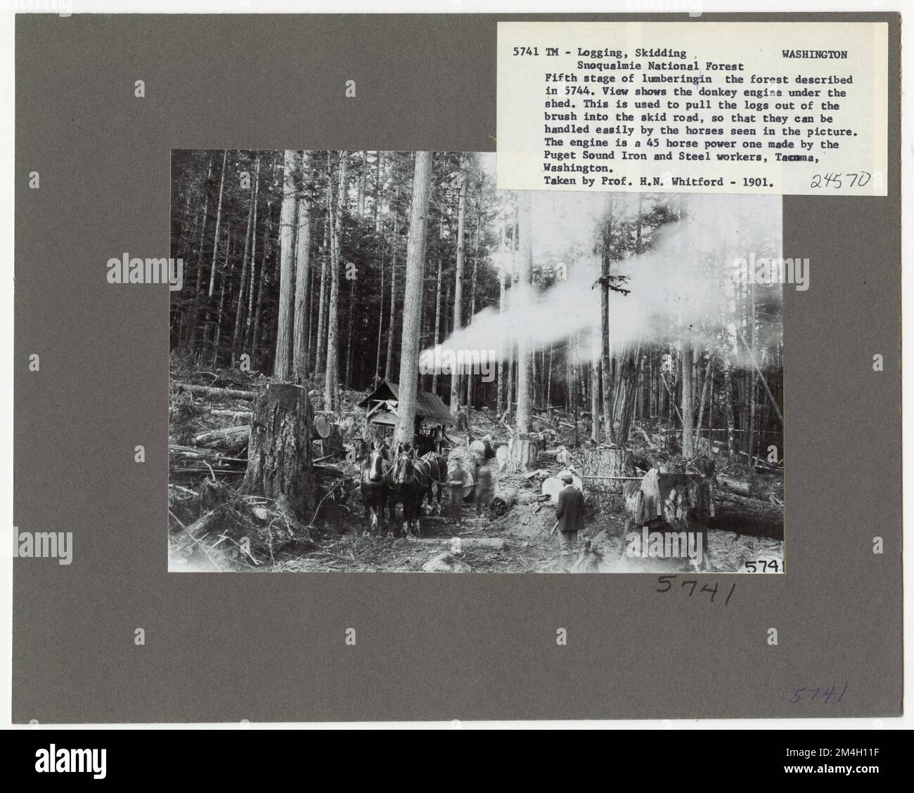 Logging: Skidding with Animals - Washington. Photographs Relating to ...