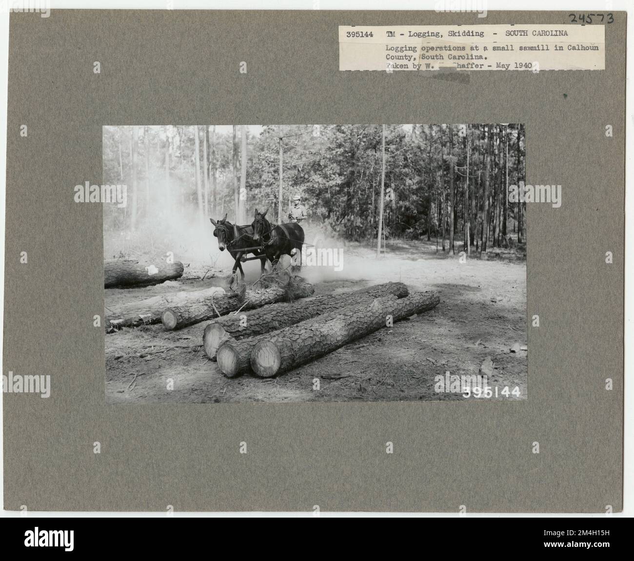 Logging: Skidding with Animals - South Carolina. Photographs Relating ...