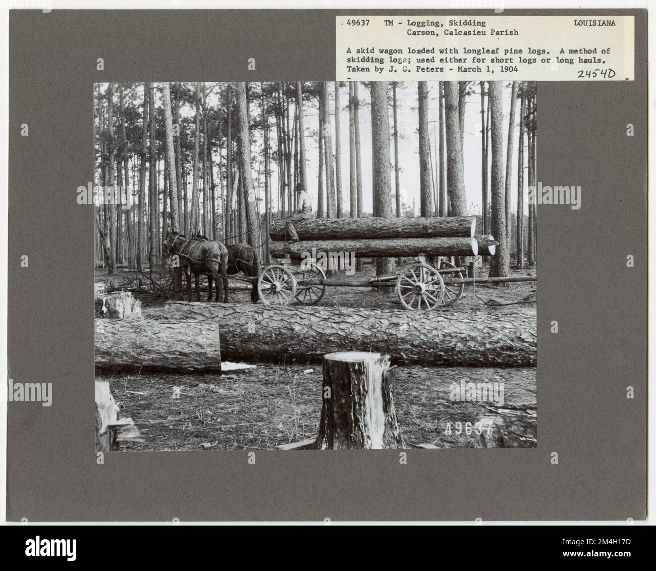 Logging: Skidding with Animals - Louisiana. Photographs Relating to ...