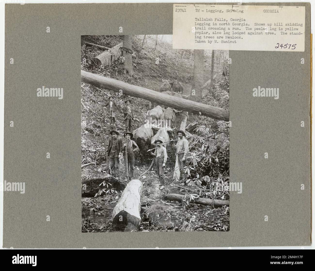 Logging: Skidding with Animals - Georgia. Photographs Relating to ...
