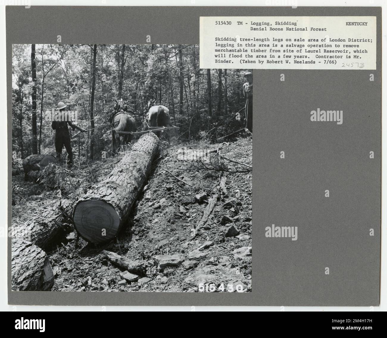 Logging: Skidding with Animals - Kentucky. Photographs Relating to ...