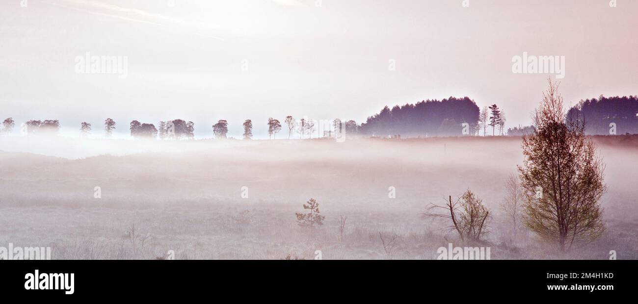 Misty morning in spring on Cannock Chase Country Park AONB (area of ...