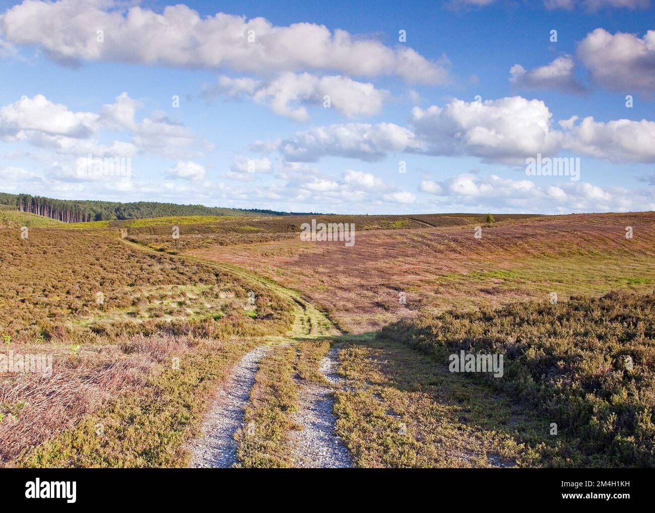 Heathland hills make up a large part of Cannock Chase Country Park AONB ...
