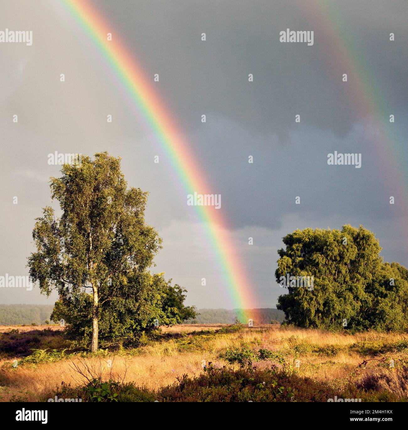 Rainbows across Cannock Chase Country Park AONB (area of outstanding ...