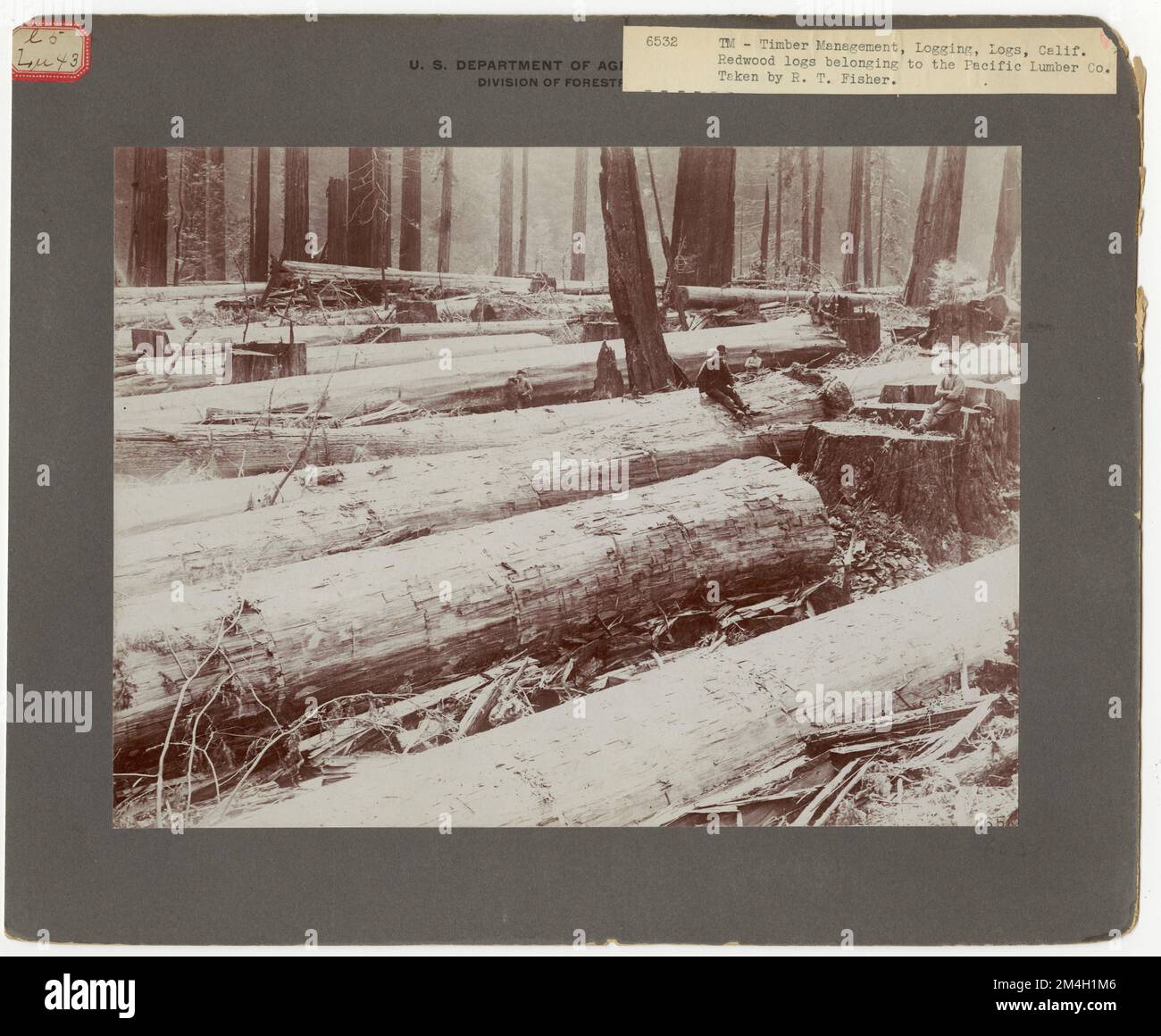 Logs & Log Decks - California. Photographs Relating to National Forests ...