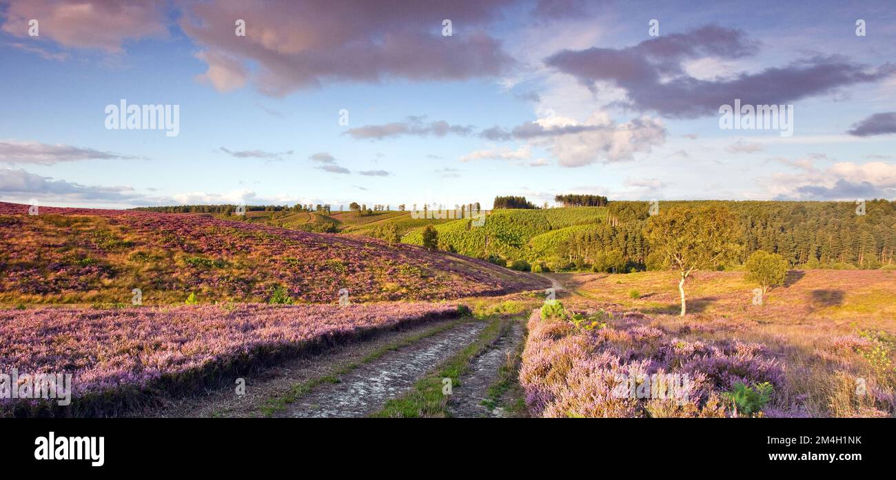 Path across Heathland down into Sherbrook Valley in summer Cannock ...
