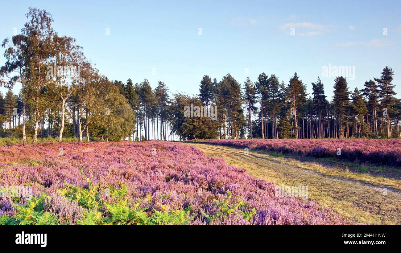 Heather in bloom Late Summer Cannock Chase Country Park AONB (area of ...