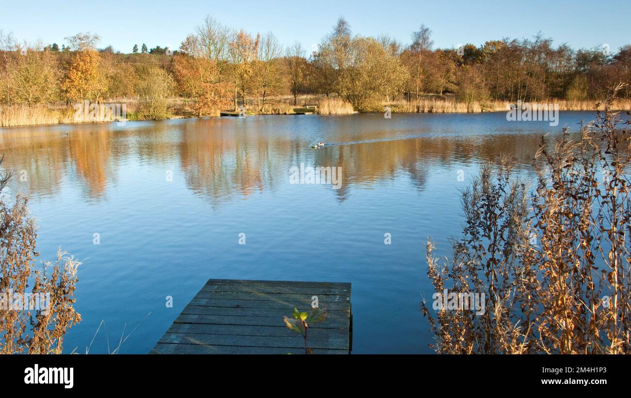 Autumn late November, Hazel Slade Wildlife Nature Reserve, Cannock ...