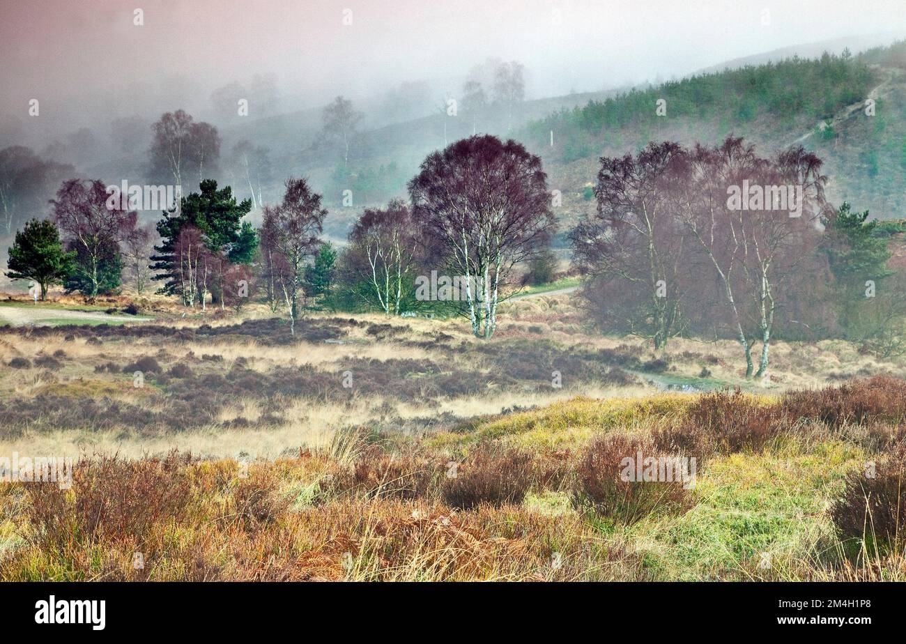 Morning Mist on Cannock Chase AONB (area of outstanding natural beauty ...
