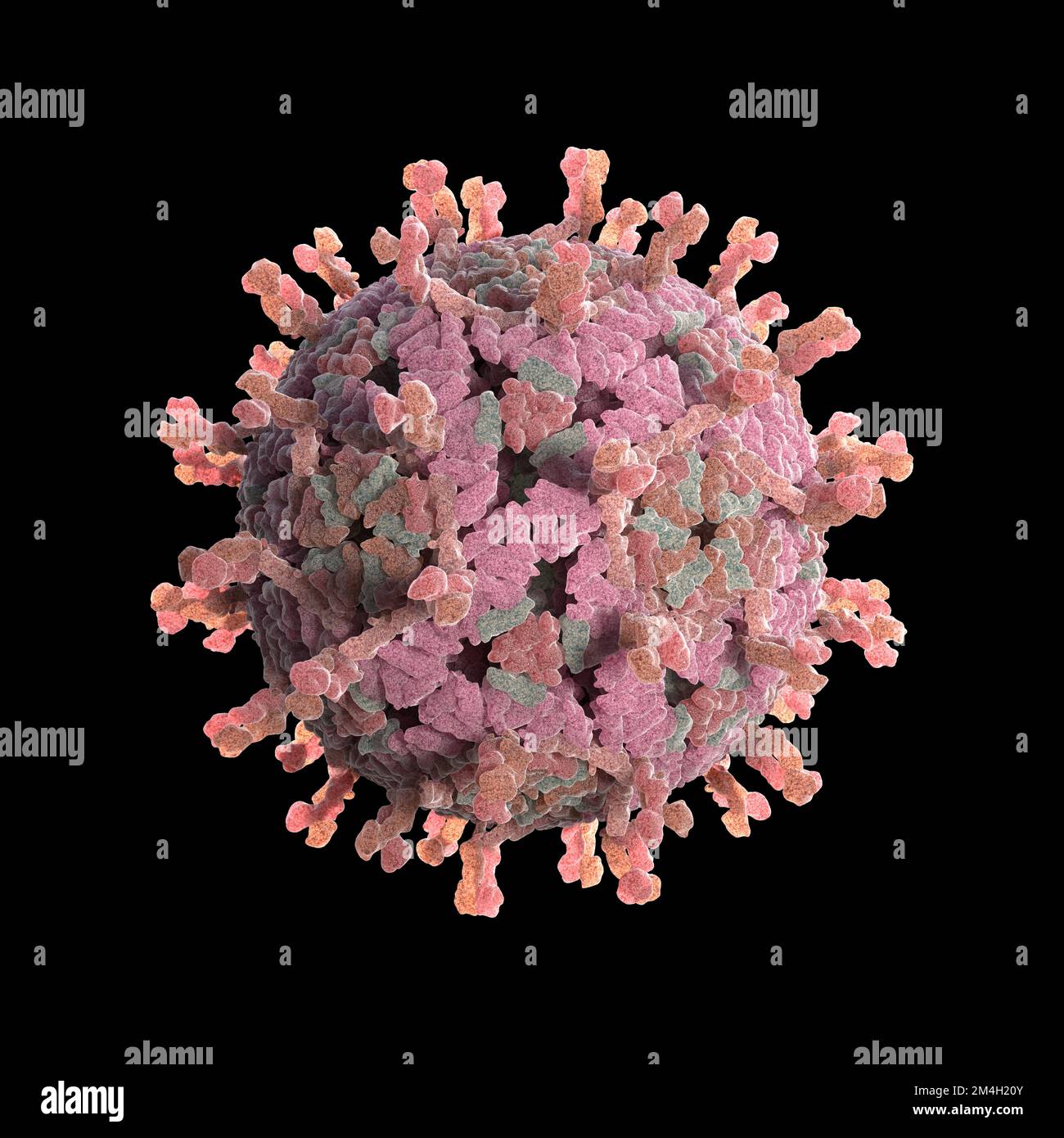 Rotavirus is a very contagious virus that causes diarrhea. 3D ...
