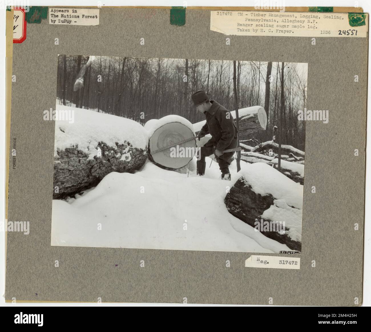 Logging: Scaling - Pennsylvania. Photographs Relating to National ...