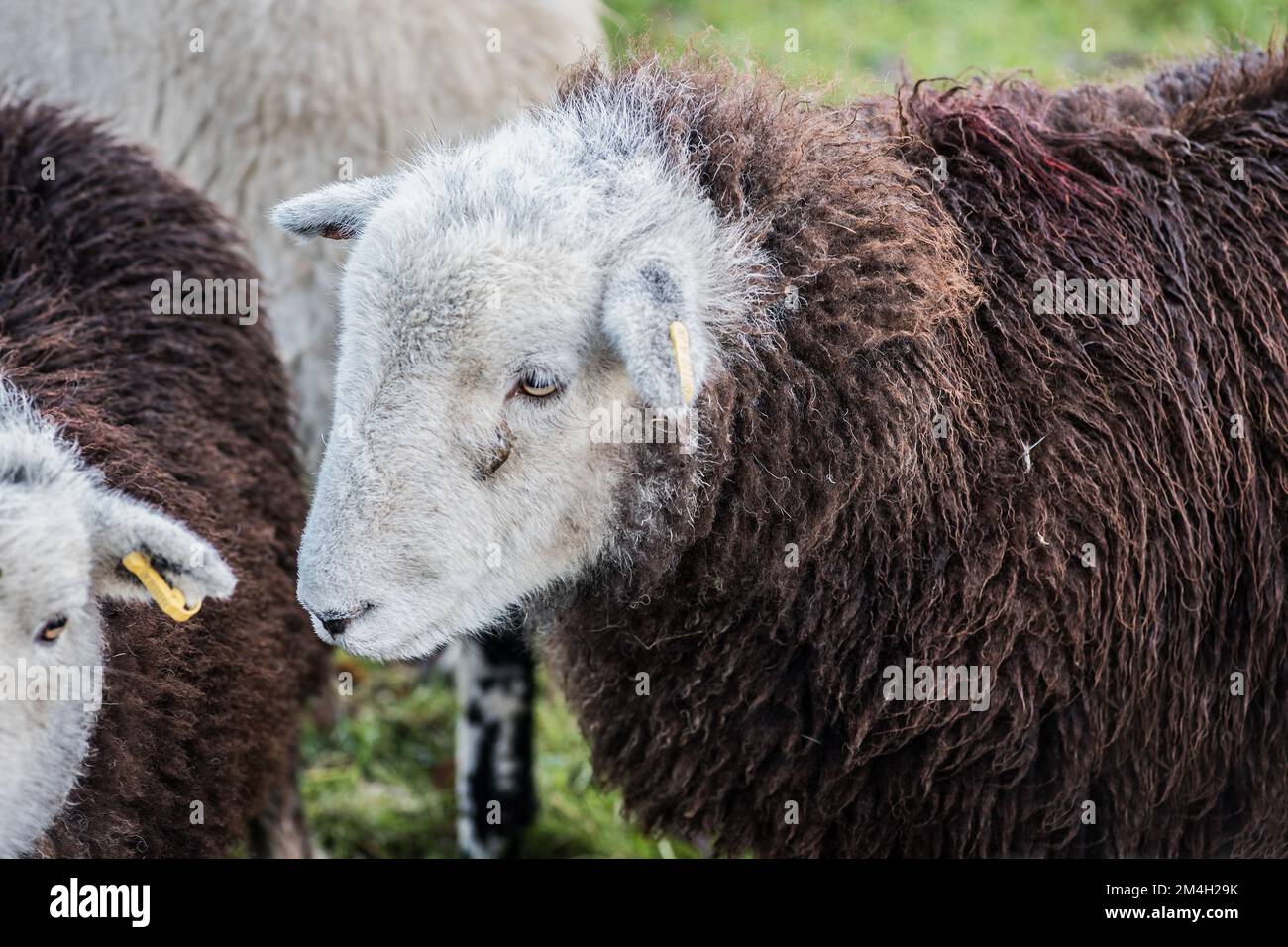 Herdwick sheep that gradually change colour in their faces that were ...