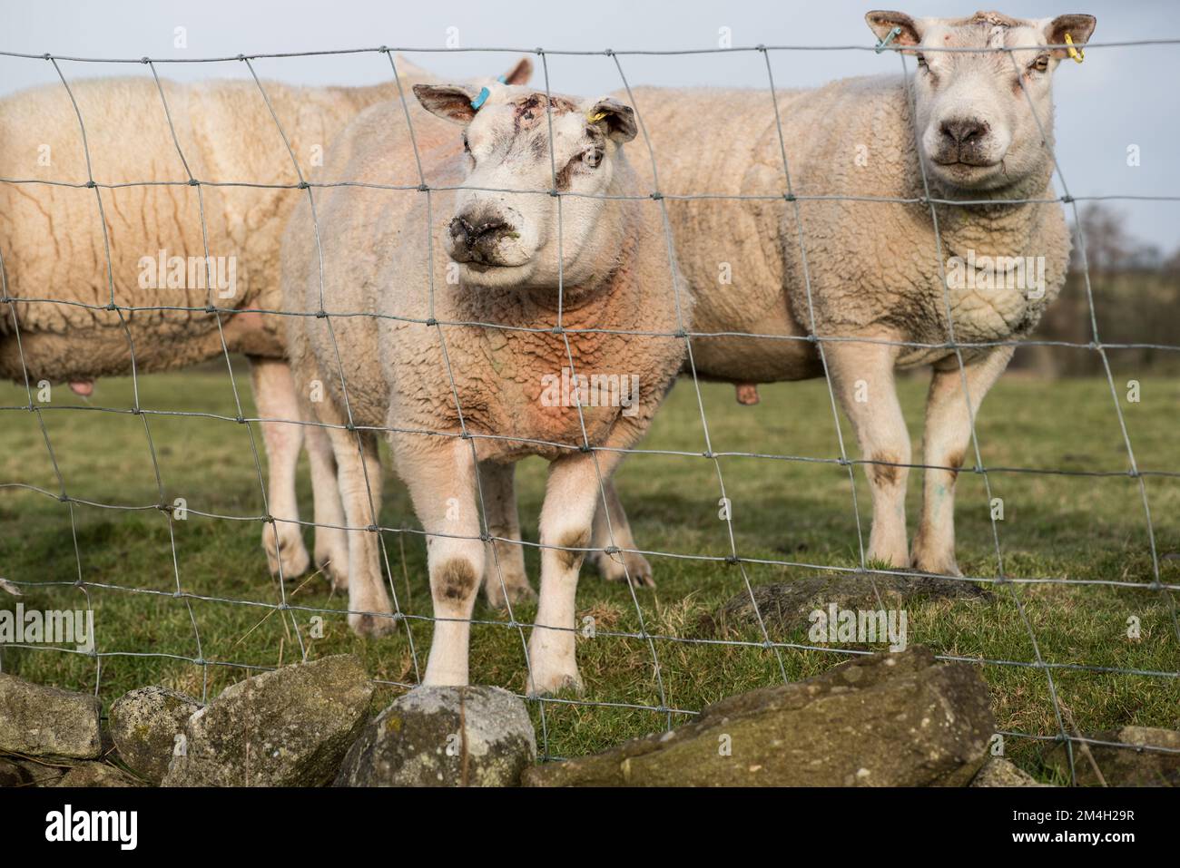 The distinctive look of a Texel type domestic sheep breed with ...