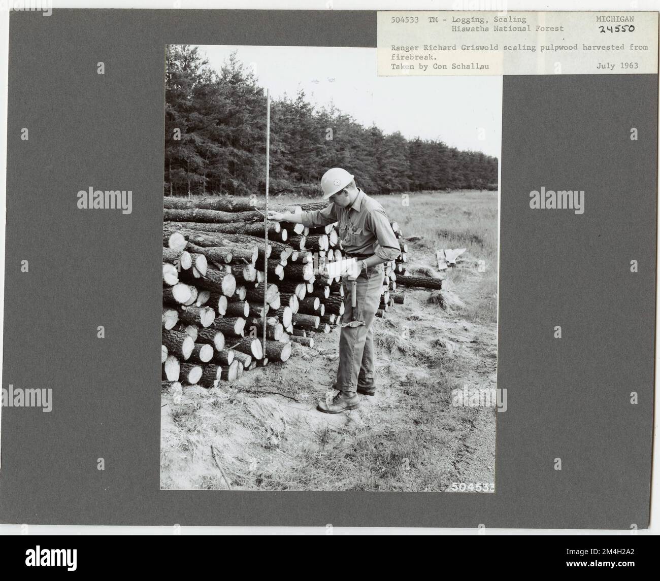 Logging: Scaling - Michigan. Photographs Relating to National Forests ...