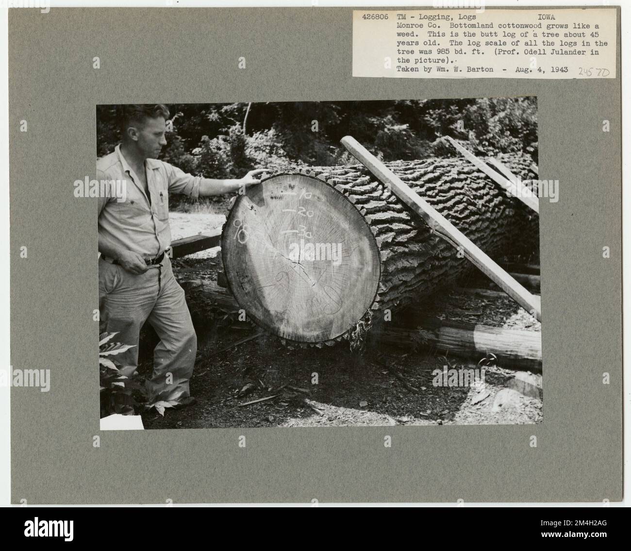 Logging: Scaling - Iowa. Photographs Relating to National Forests ...