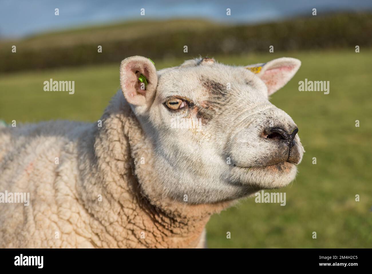 The distinctive look of a Texel type domestic sheep breed with ...