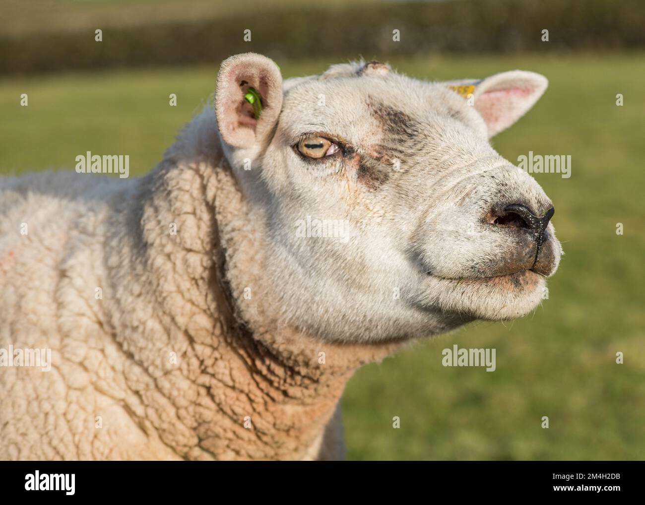 The distinctive look of a Texel type domestic sheep breed with ...