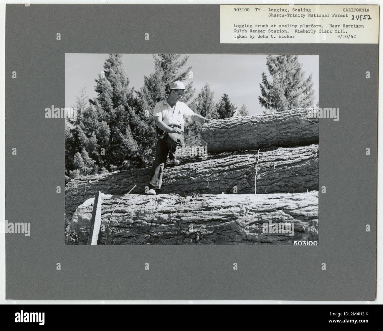 Logging: Scaling - California. Photographs Relating to National Forests ...