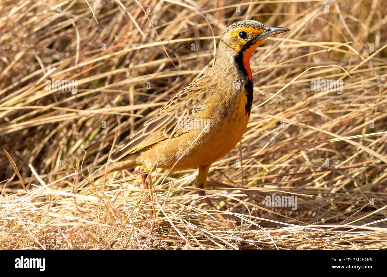 A cape long claw Macronyx capensis in South Africa Stock Photo - Alamy