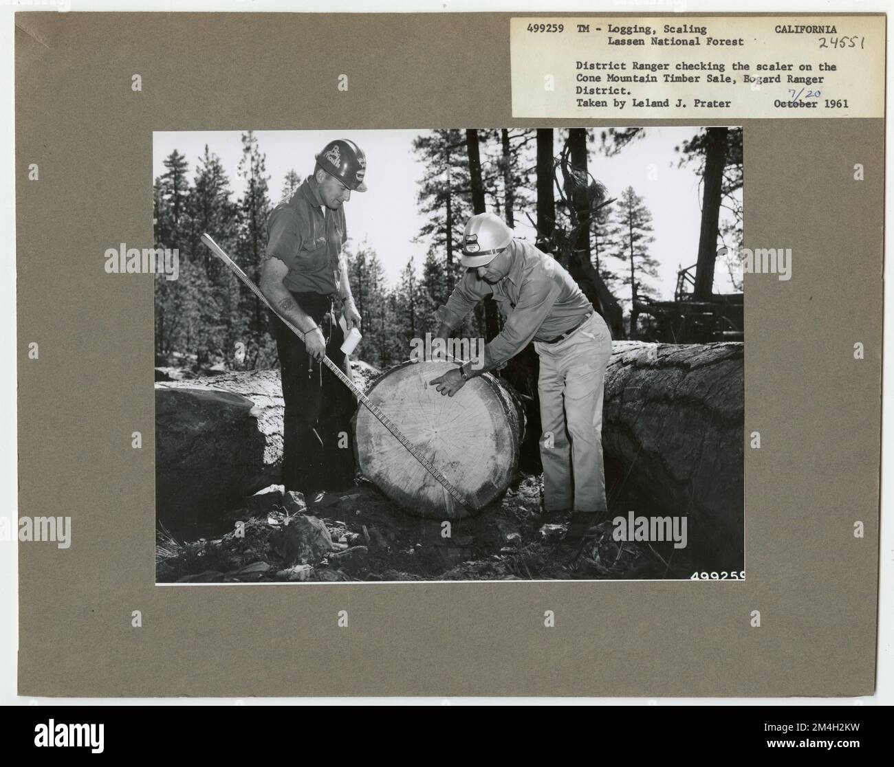 Logging: Scaling - California. Photographs Relating to National Forests ...