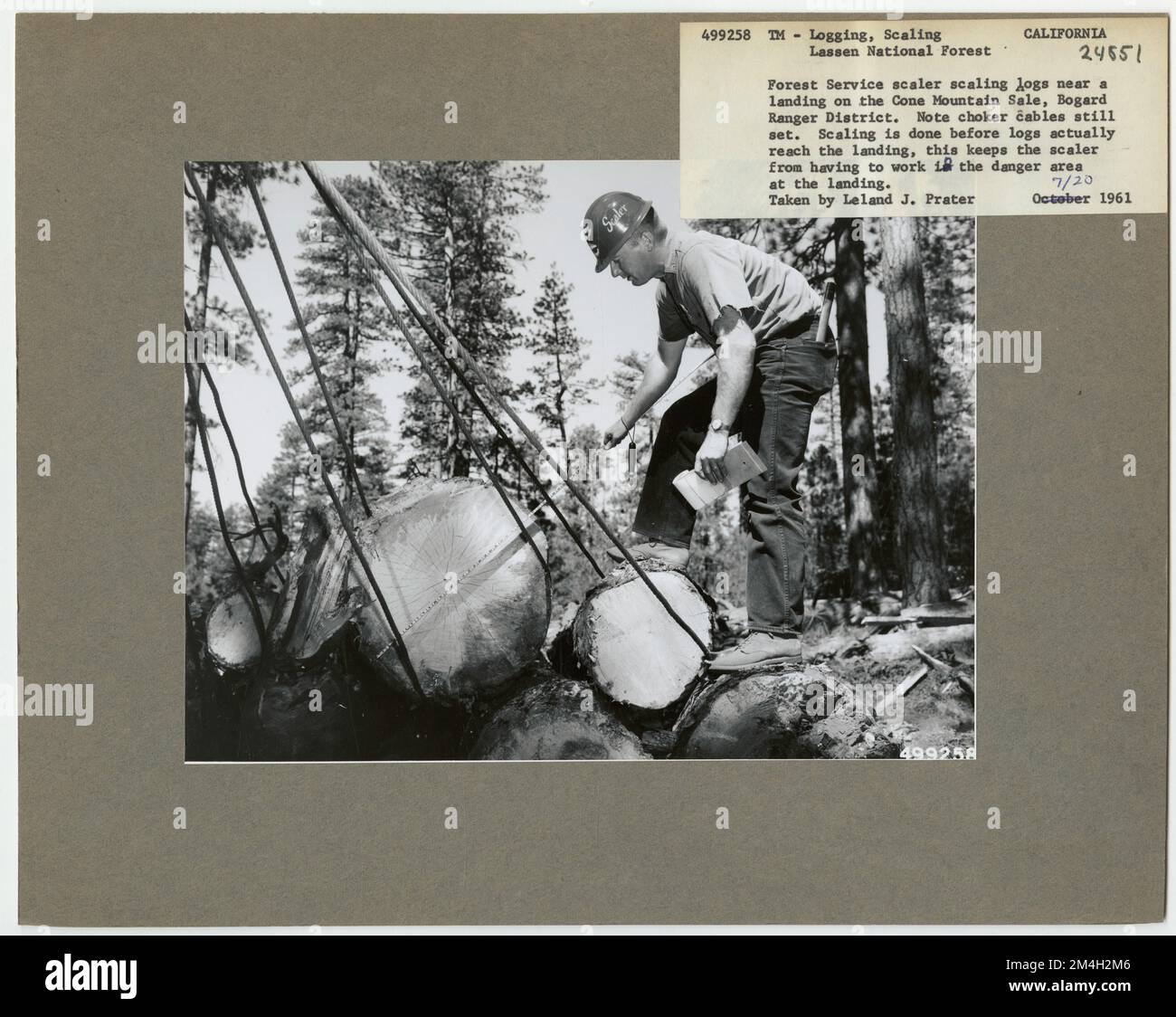 Logging: Scaling - California. Photographs Relating to National Forests ...
