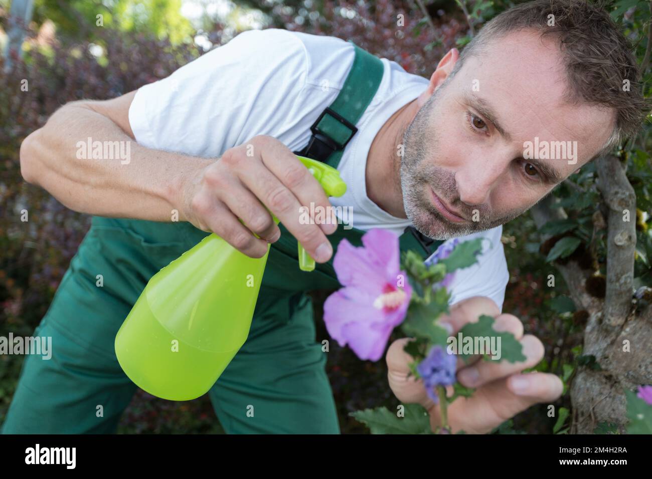 Greenfly spray hi-res stock photography and images - Alamy