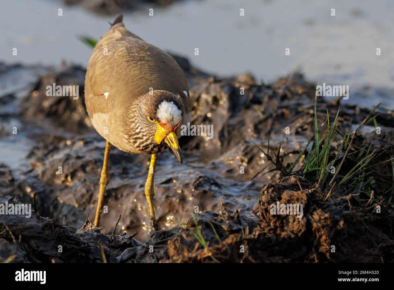 A closeup shot of a wattled African lapwing in the wild Stock Photo - Alamy