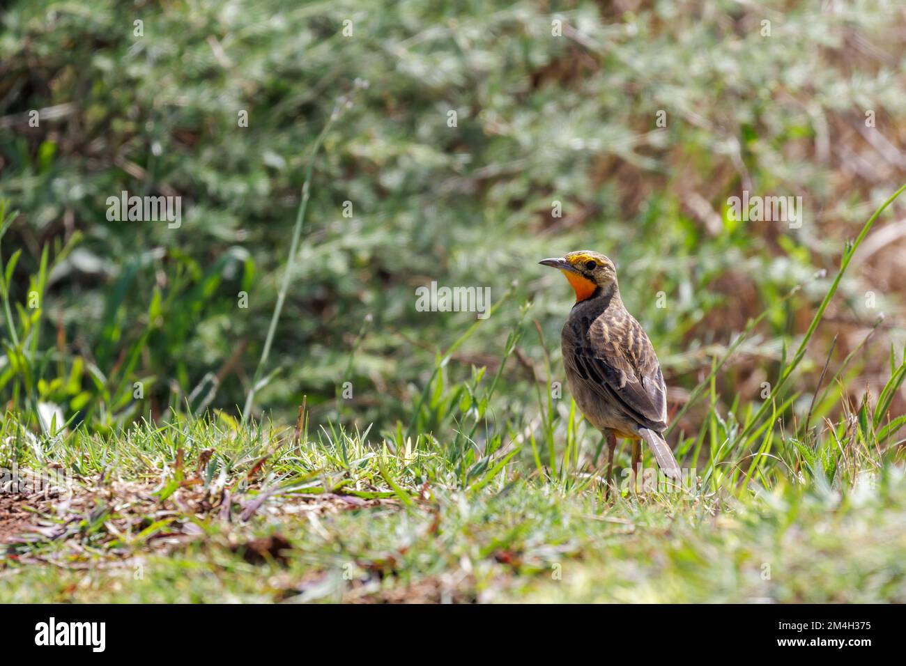 A cape long claw Macronyx capensis in South Africa Stock Photo - Alamy
