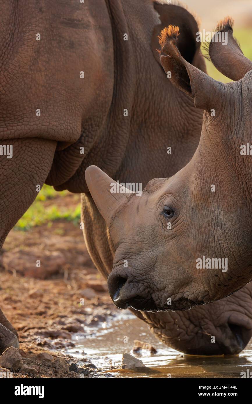 A vertical shot of a wild young white rhino during the day in Africa ...