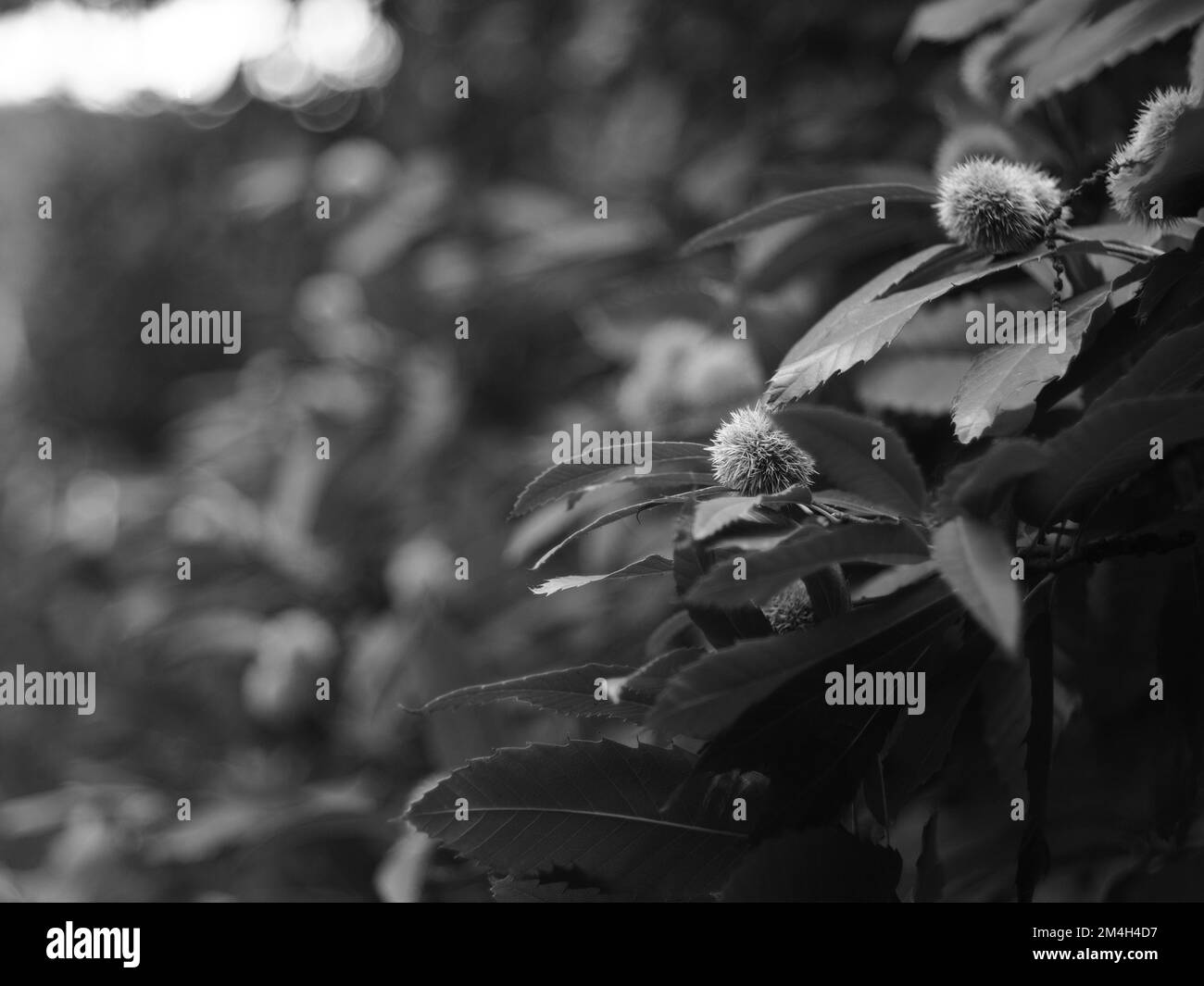 Japanese plants flowers Black and White Stock Photos & Images - Alamy