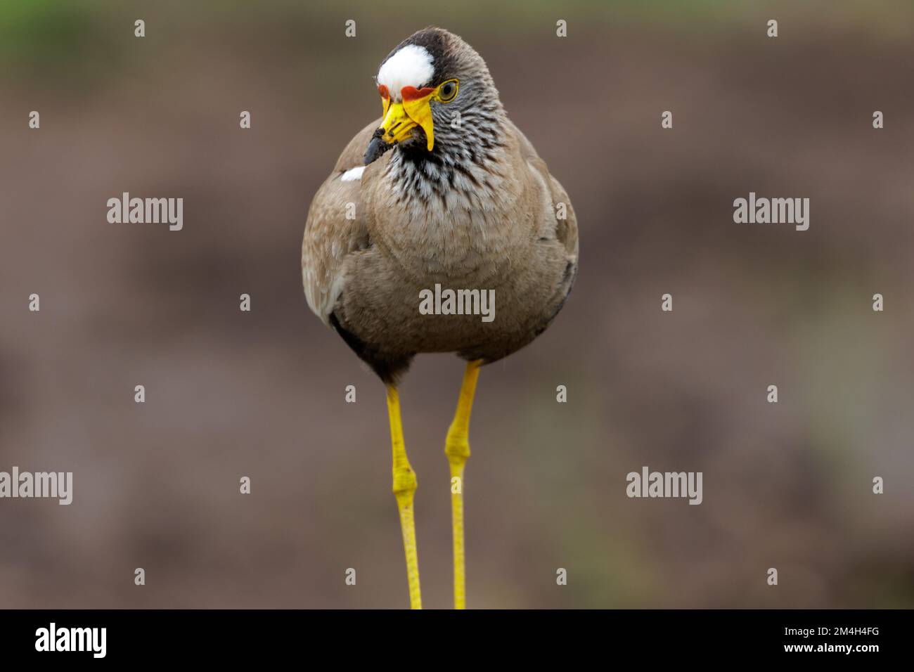 An African wattled lapwing isolated on a blurred background in South ...