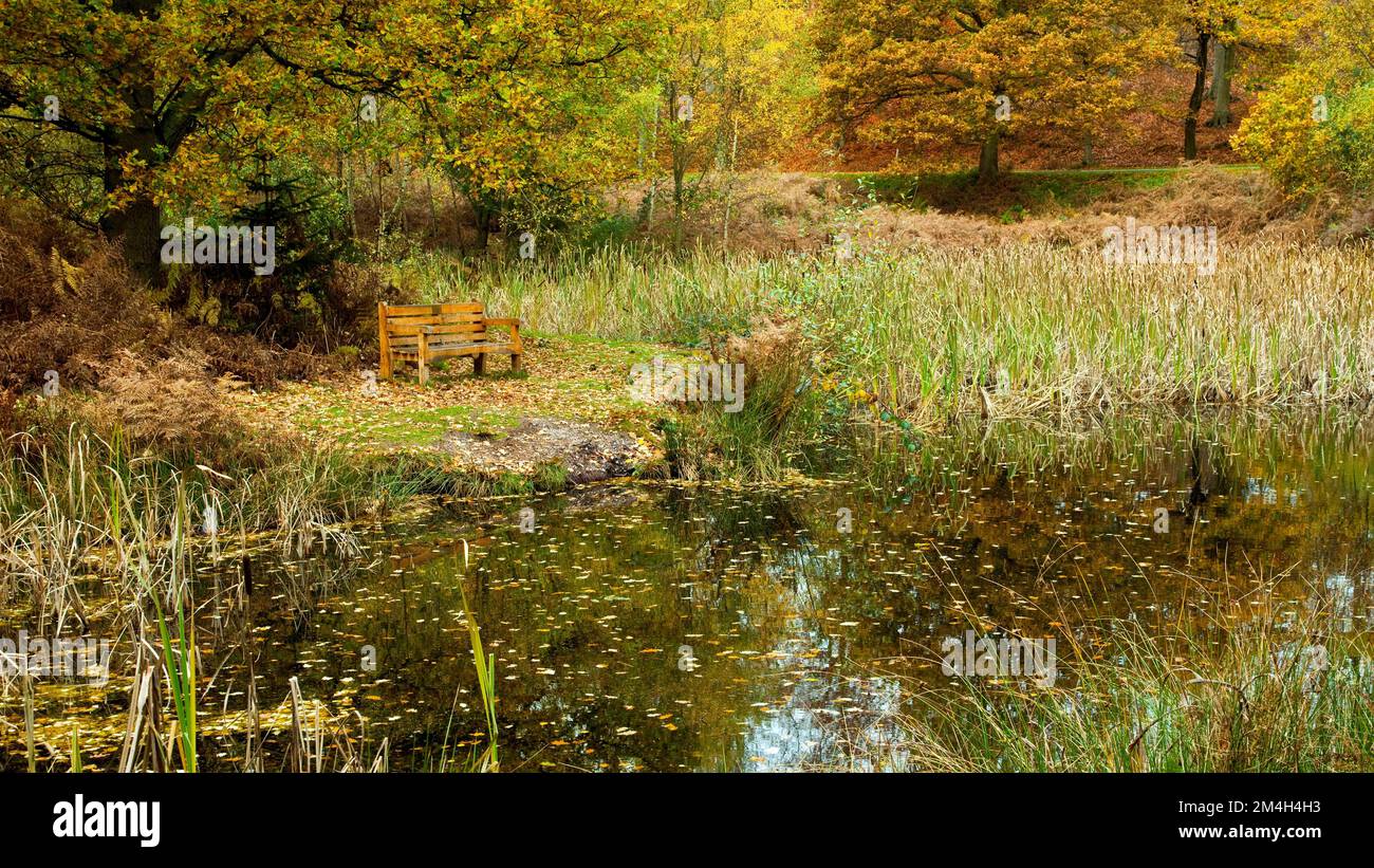 Birches Valley pool in late autumn Cannock Chase Country Park AONB ...