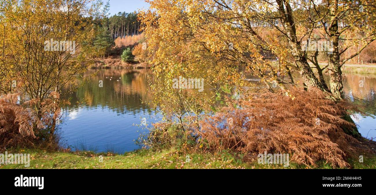 Fair Oak pool in late autumn Cannock Chase AONB (area of outstanding ...