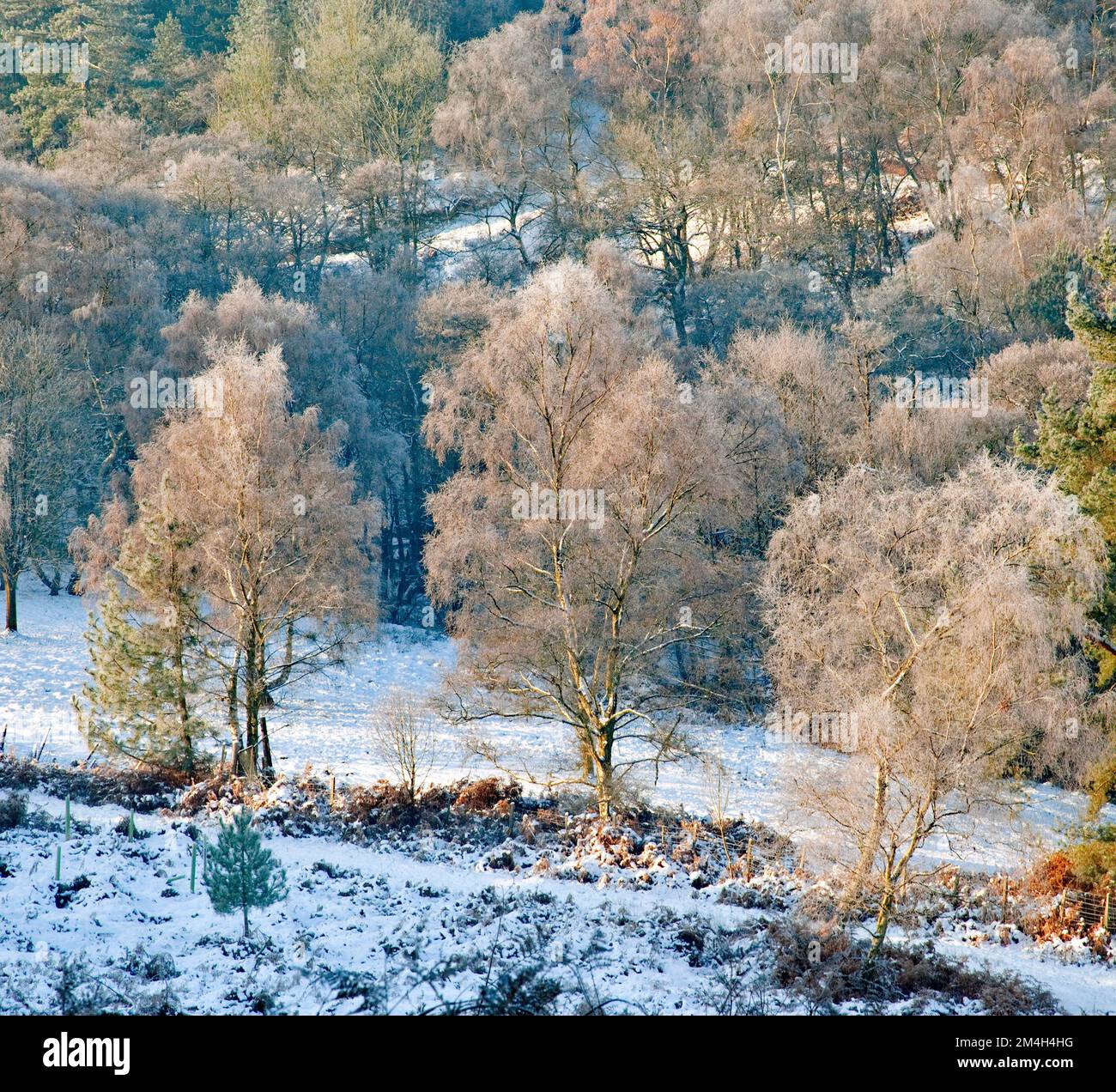Frosty Oakedge Park in early winter Cannock Chase AONB (area of ...