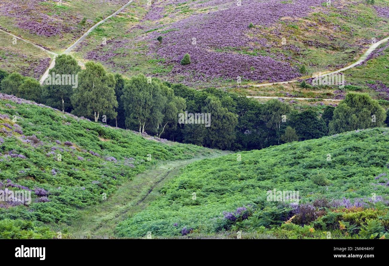 Hillside path down into Sherbrook Valley heather in bloom, summer ...