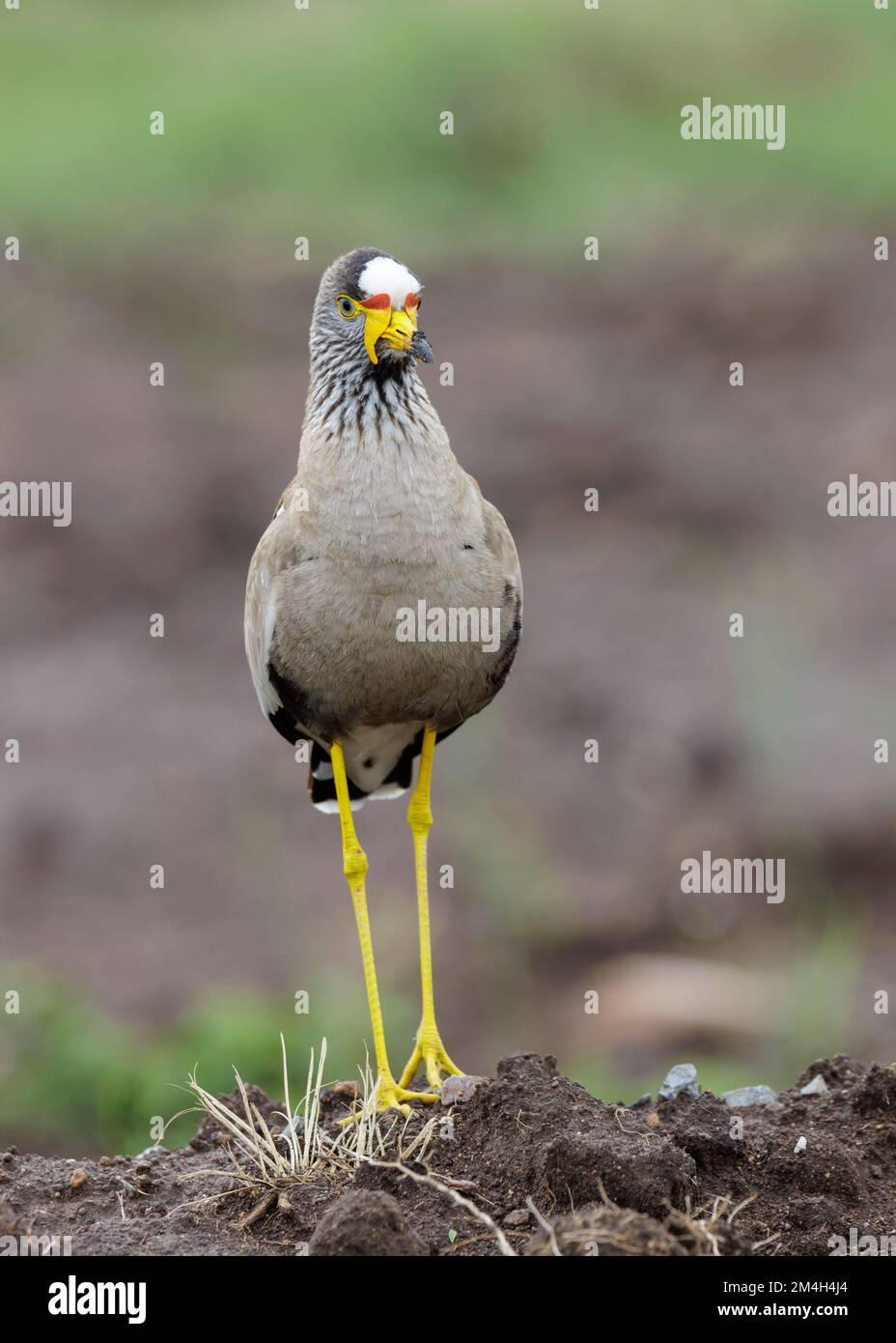 A vertical shot of an African wattled lapwing isolated on a blurred ...