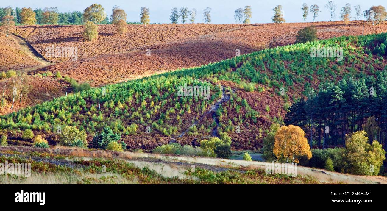 Heathland Hills in autumn colour on Cannock Chase Country Park AONB ...