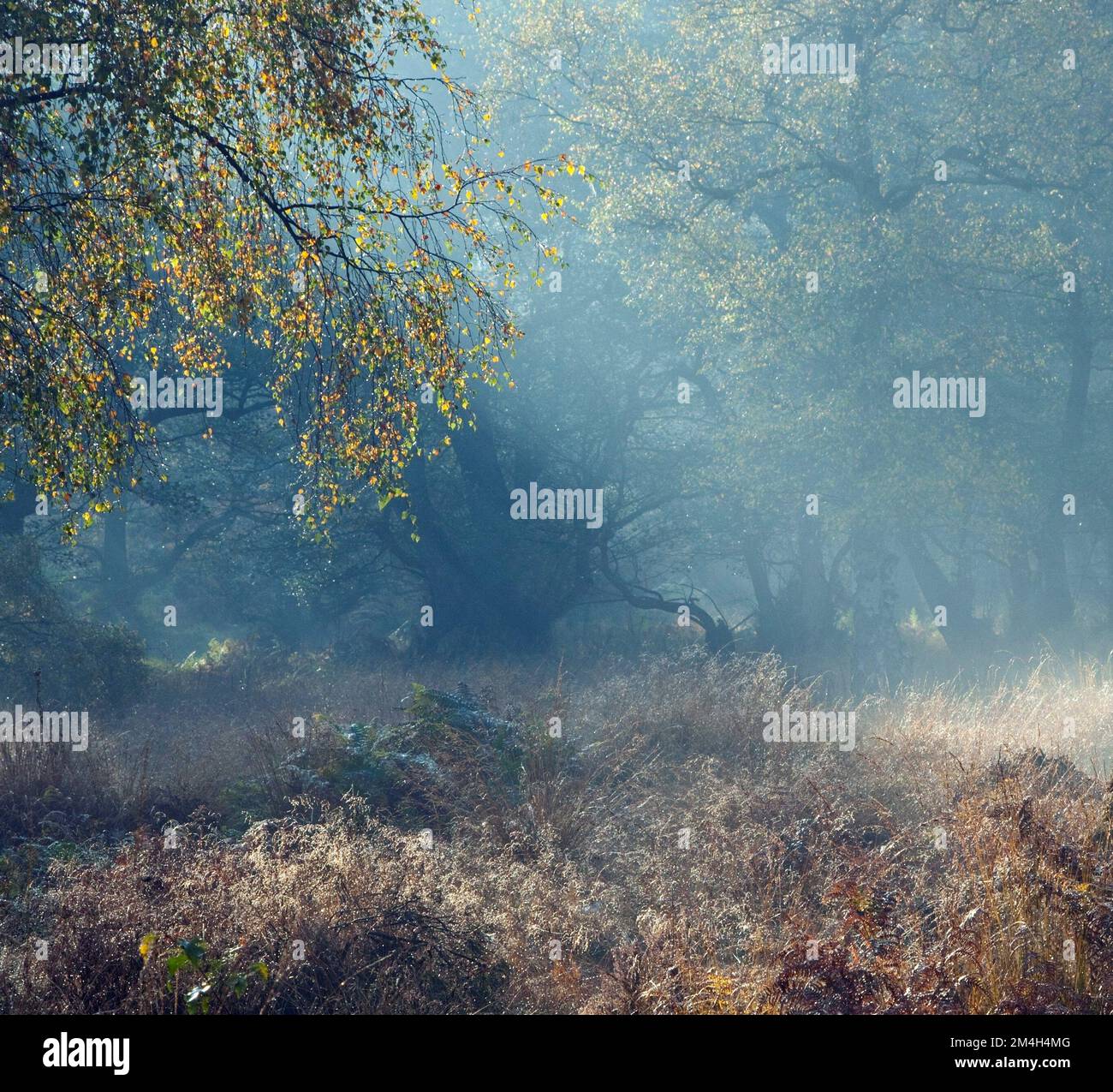 Sherbrook valley cannock chase hi-res stock photography and images - Alamy