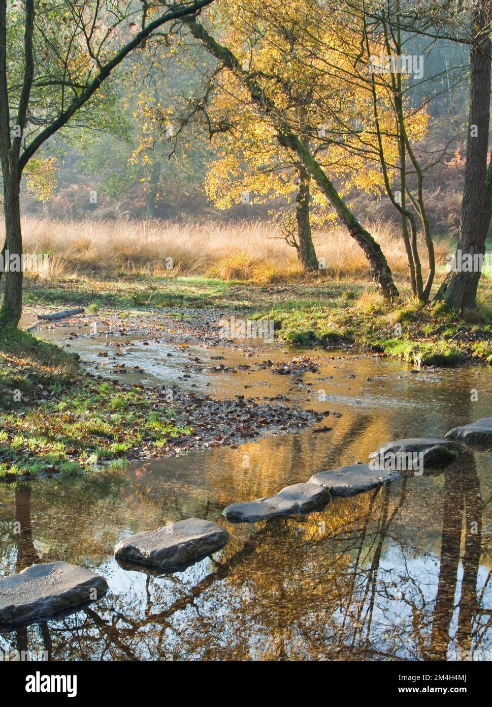 Autumn Stepping Stones across Sher Brook, Sherbrook Valley, Cannock ...