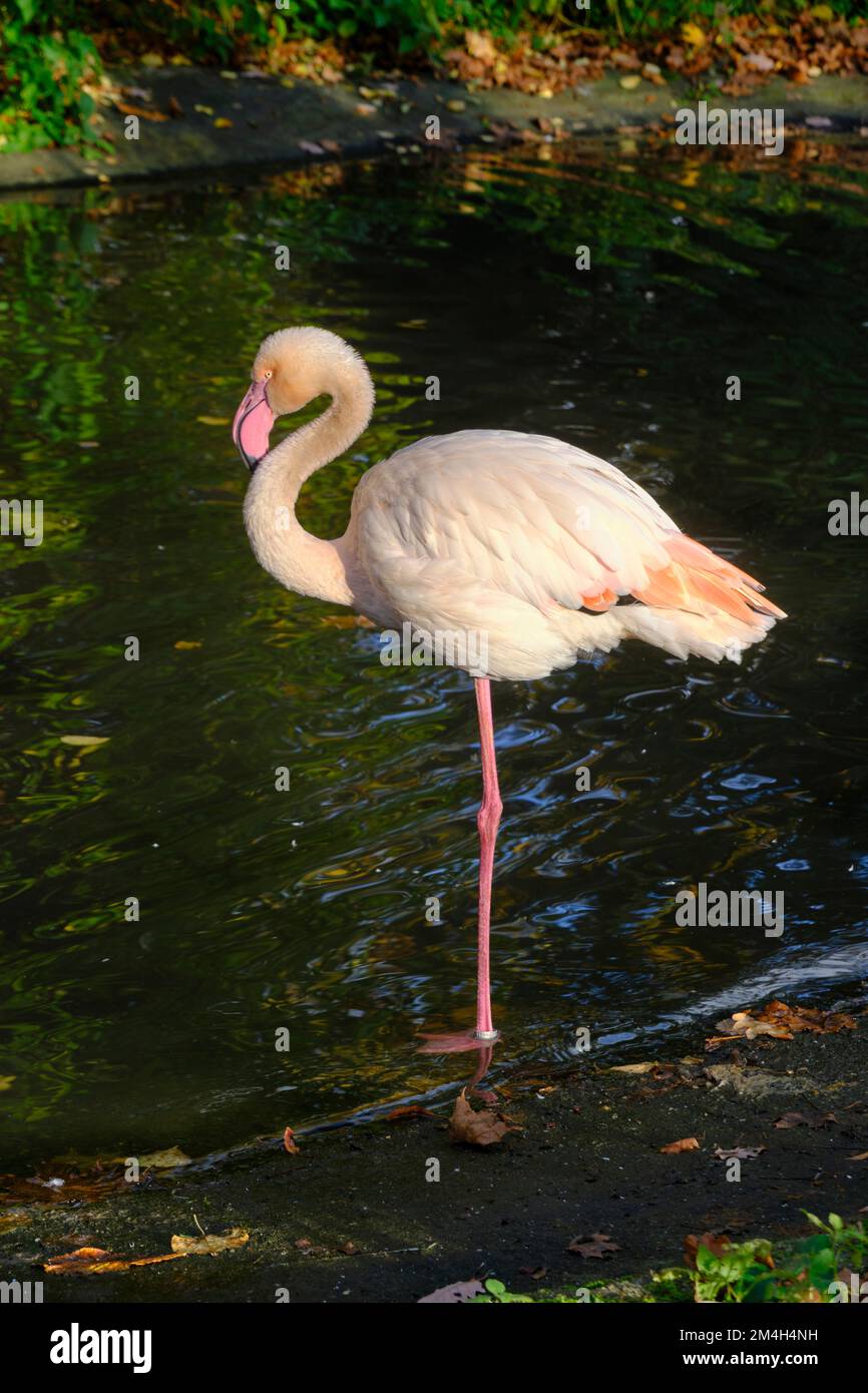 Flamingo leg lift hi-res stock photography and images - Alamy