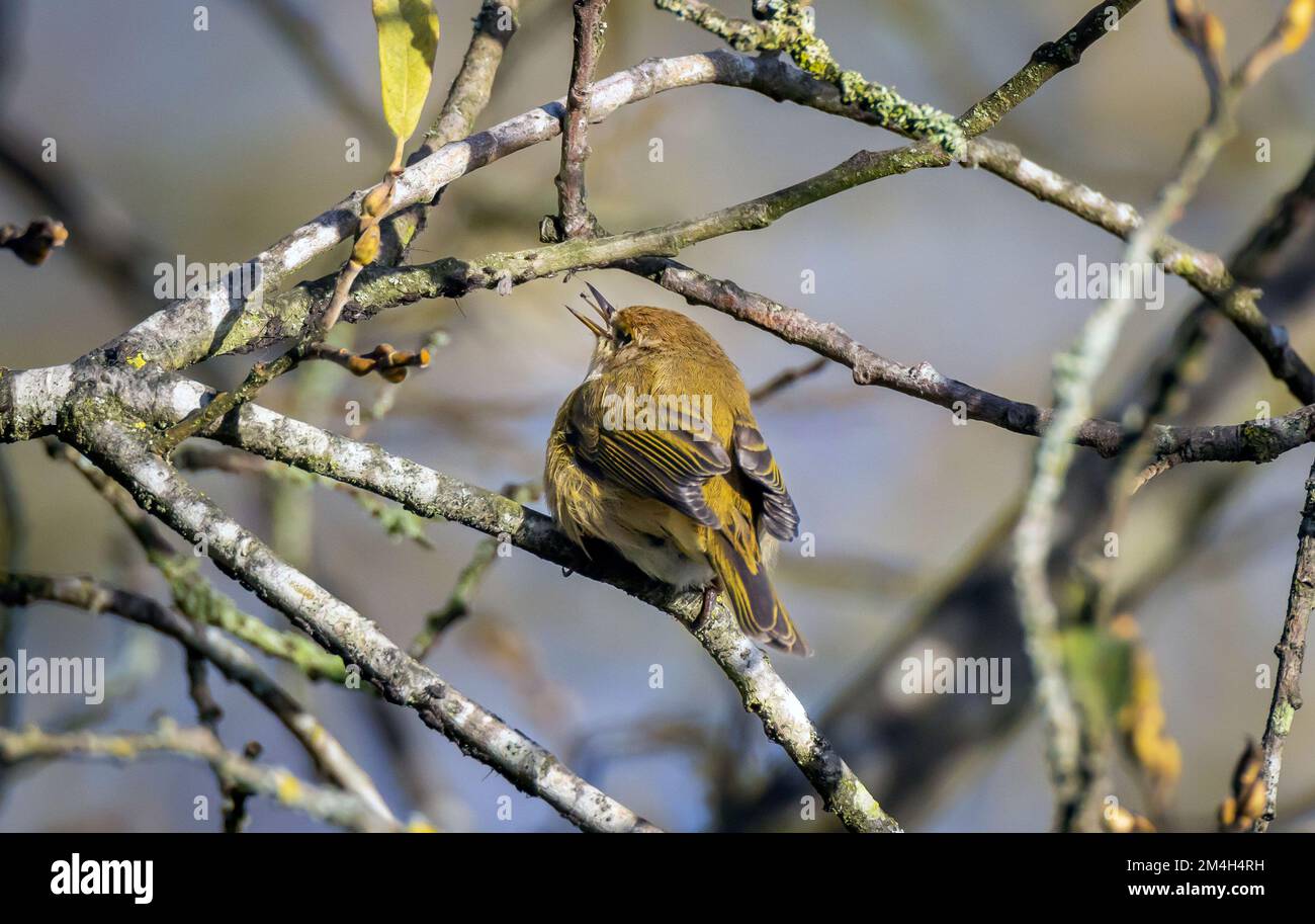 Chiff Chaff in branches Stock Photo - Alamy
