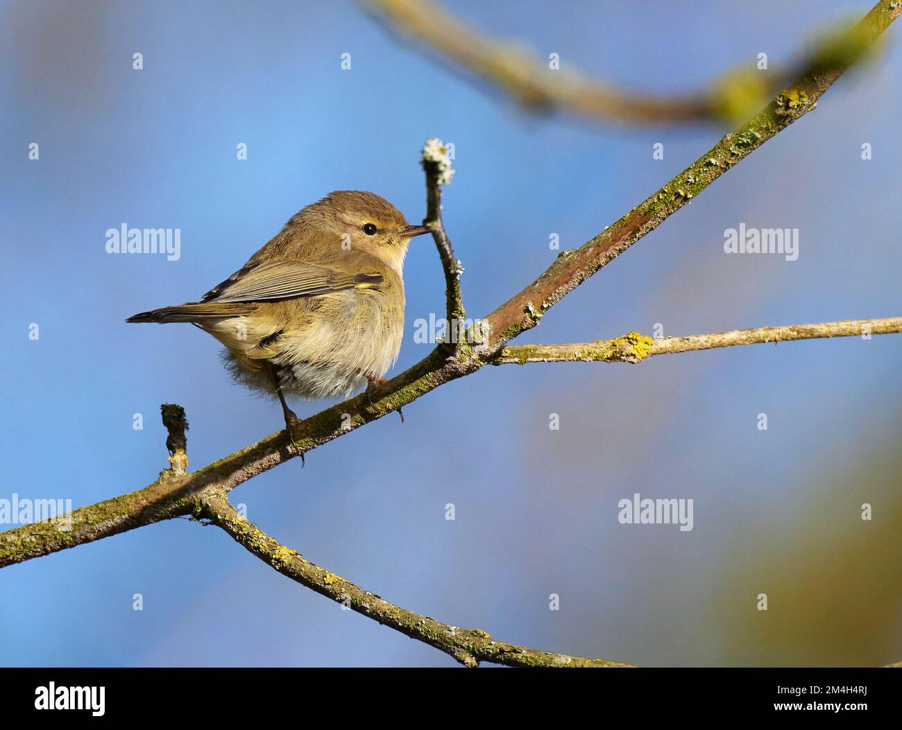Warblers uk hi-res stock photography and images - Alamy
