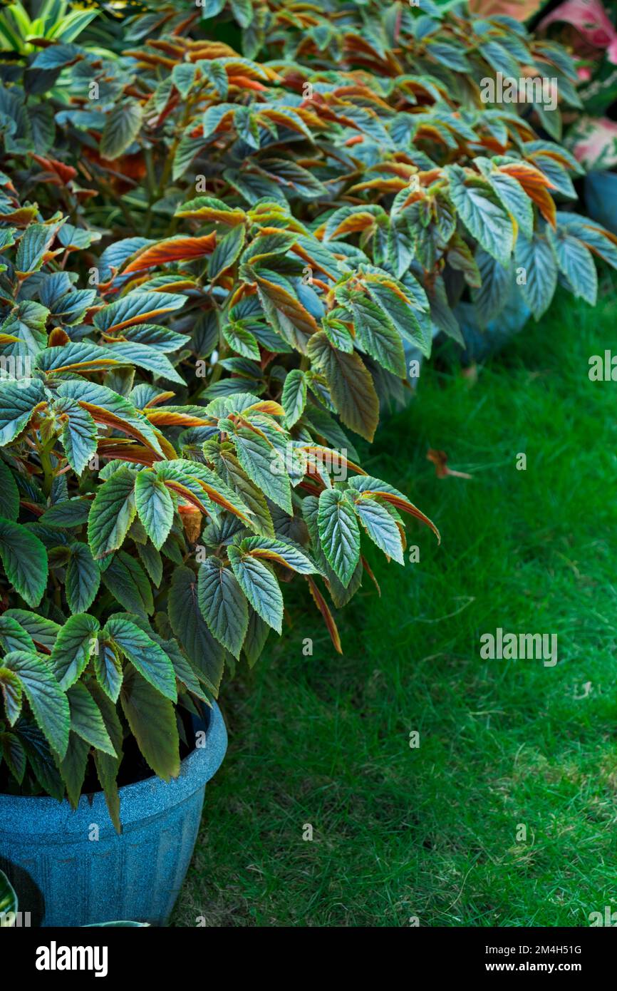 A vertical shot of begonia aconitifolia plants in pots Stock Photo - Alamy
