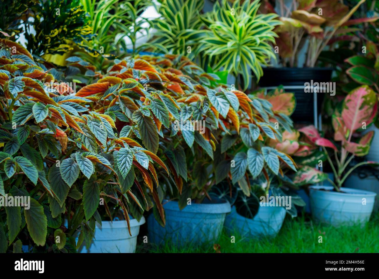 A closeup shot of begonia aconitifolia plants in pots Stock Photo - Alamy