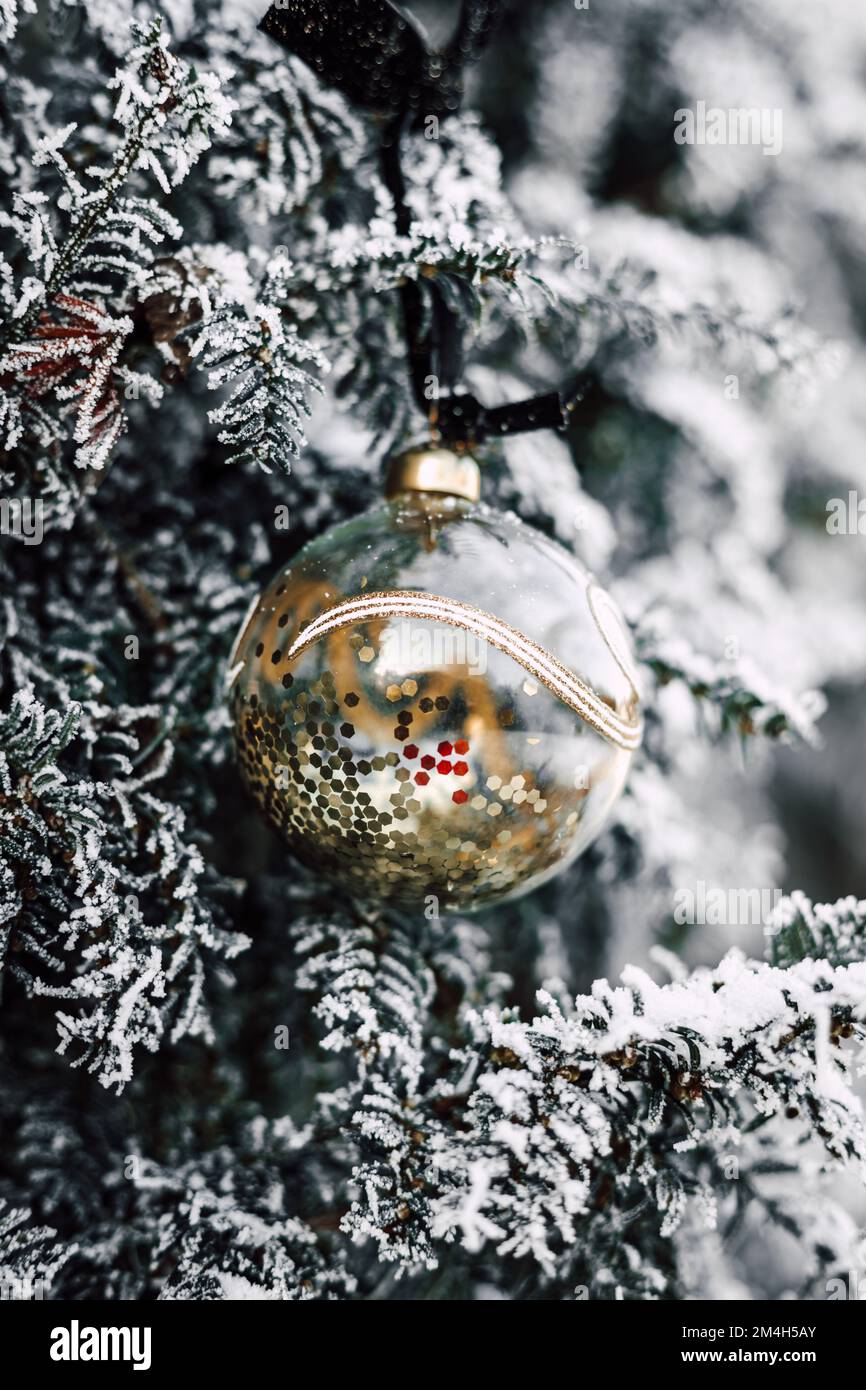 A Christmas ball on a snow-covered christmas tree. Winter Day Stock ...