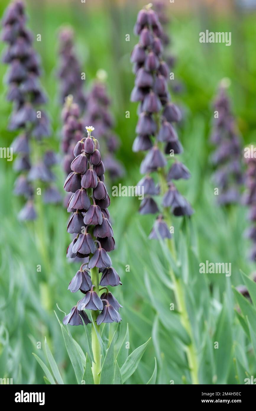 Persian lily twin towers tribute hi-res stock photography and images ...