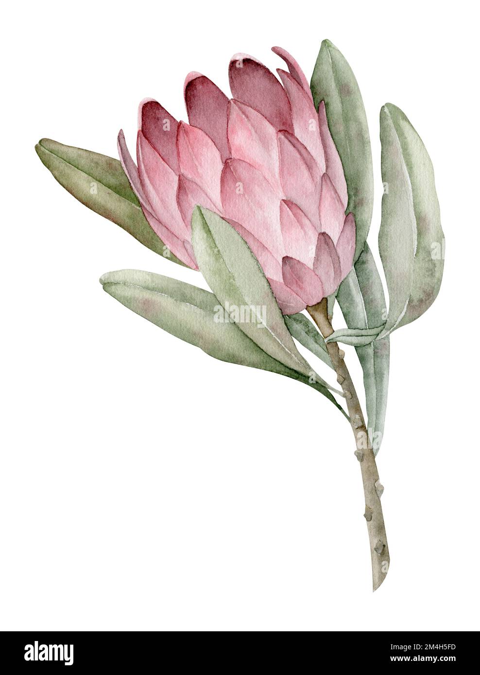 Protea Flower Drawing Protea Flower No 2 Art Lovers Australia